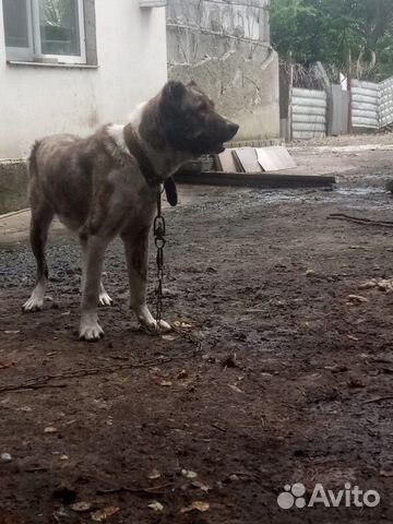 Алабаи