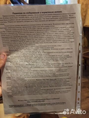 Шатланский котенок