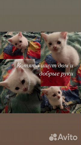 Котята в добрые руки