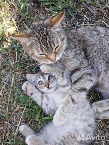 Кошечка в добрые руки