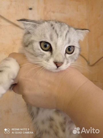Продаю котят