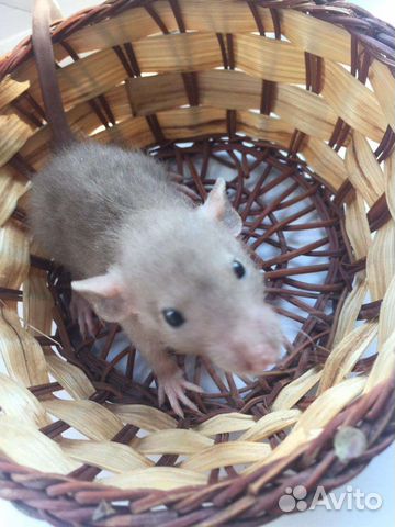 Крыса дамбо