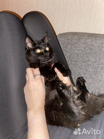 Кот дебил