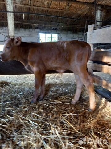 Продаются месячные телята