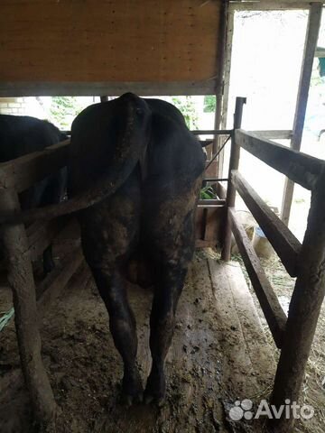 Продажа крс