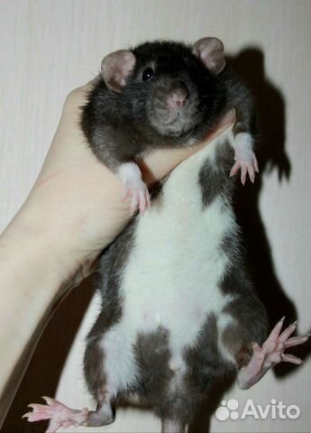 Декоративные крысы самочки