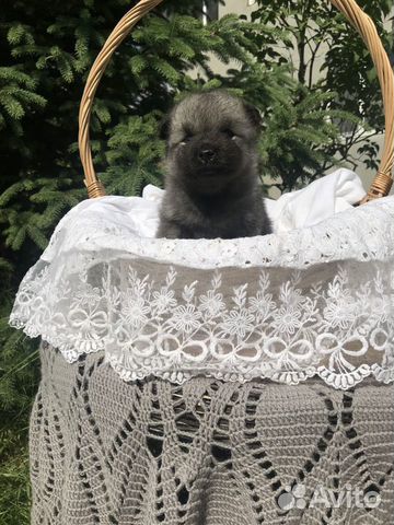 Щенки кеесхонда - вольфшпица