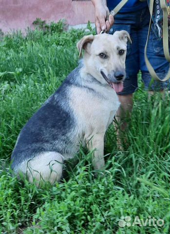 Метис в добрые руки