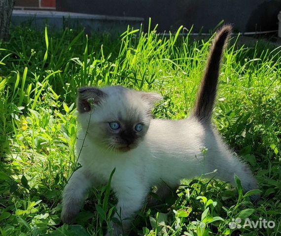 Вислоухие котята