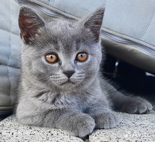 Шотландские котята с доставкой