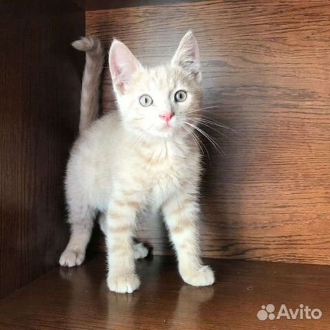 Котенок 1,5 мес в дар