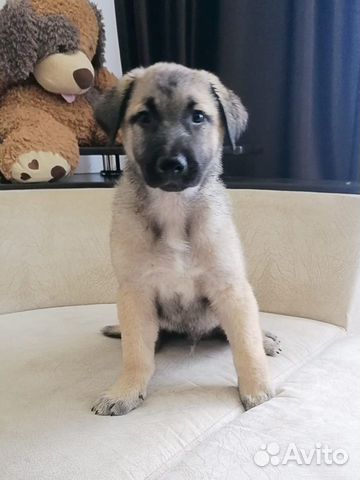 Ищет дом щенок не крупной Собачки Джекки