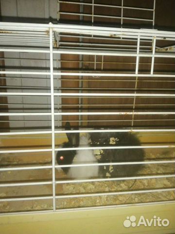 Кролик с клеткой