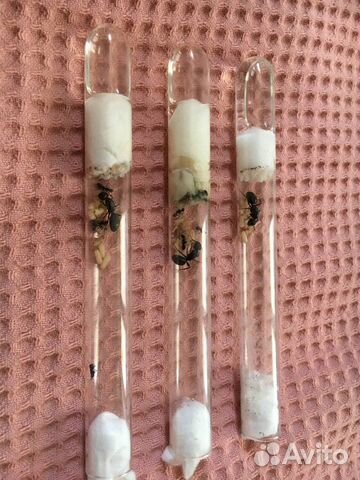 Муравьи Camponotus Vagus