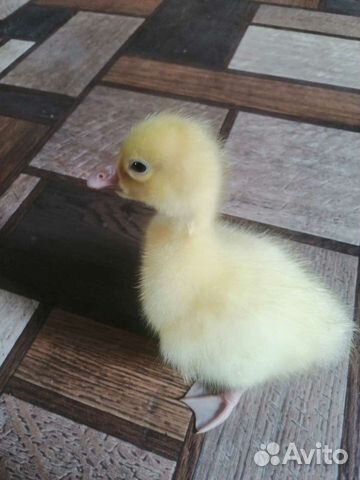 Мулларды и гусята