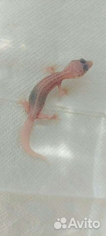 Эублефар Super Nova