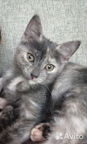 В добрые руки котёнок