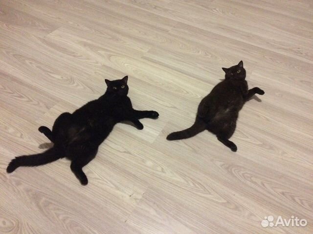 Отдам кошек в очень хорошие и заботливые руки