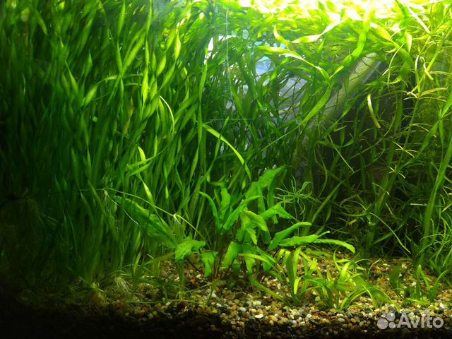 Аквариумные растения