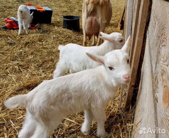 4-х месячные козлята