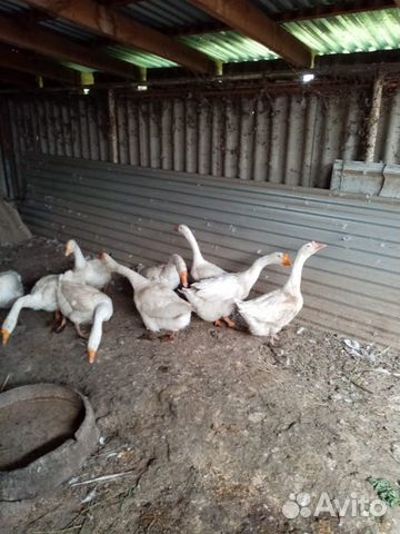 Продам гусей