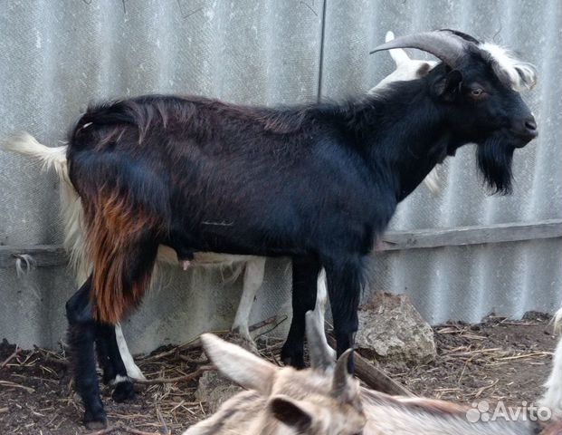Продам козла на племя