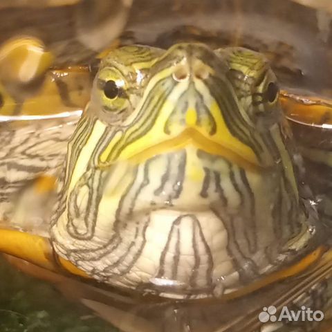 Красноухая черепаха 2 шт