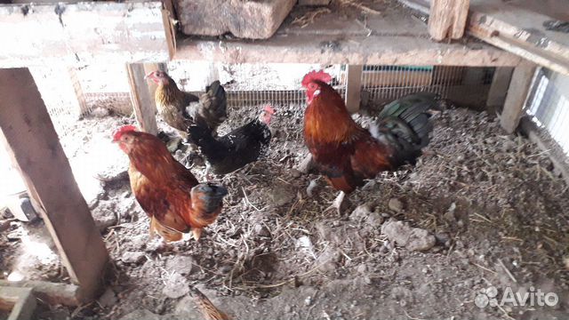 Карликовые петушки и куры