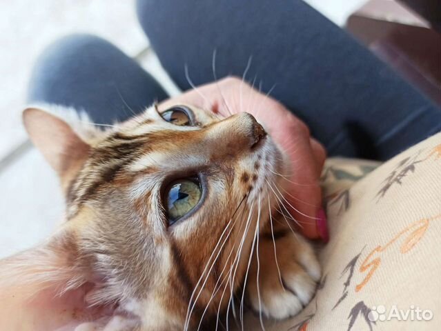 Бенгальская девочка