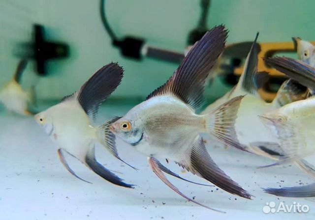 Скалярия болгарская зеленая(жемчужина Болгарии)