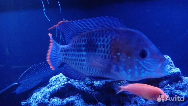 Акара бирюзовая