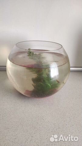 Аквариум с рыбками бесплатно