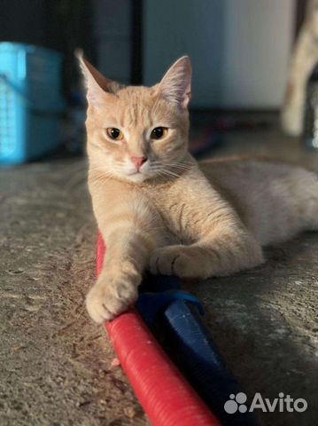 Рыжий молодой котик