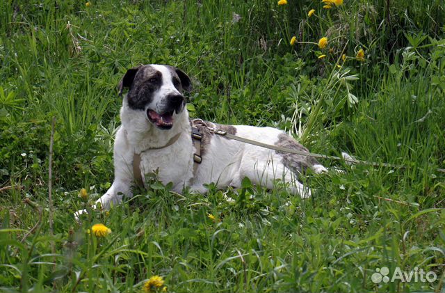 Собака в добрые руки мальчик
