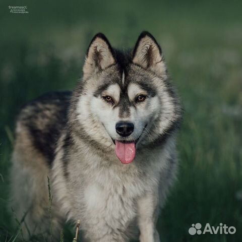 Купер из приюта