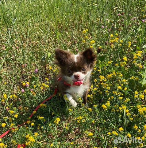 Собаки щенки