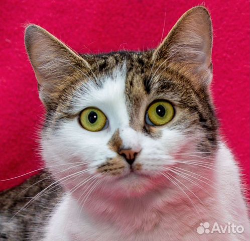 Няшечка и мурмурочка. Кошка Зайчик в добрые руки