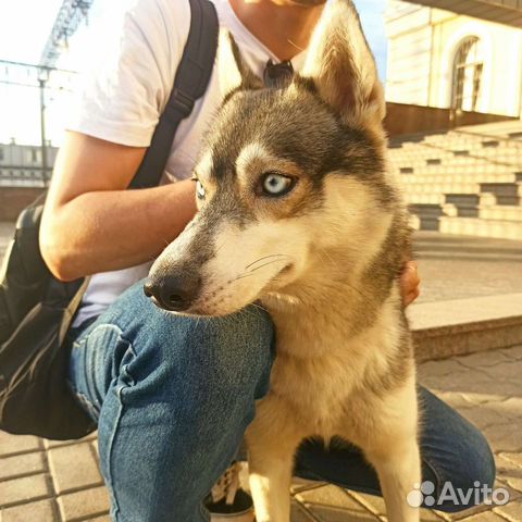 Собака хаски в добрые руки