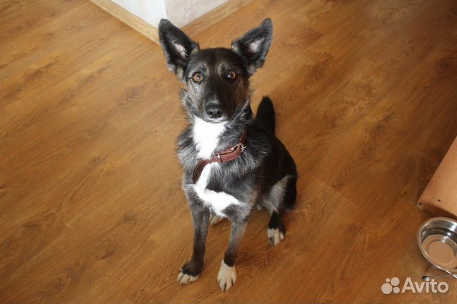 Собака по имени Нора