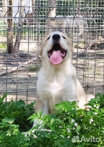 Щенок алабая.Только туркменские крови