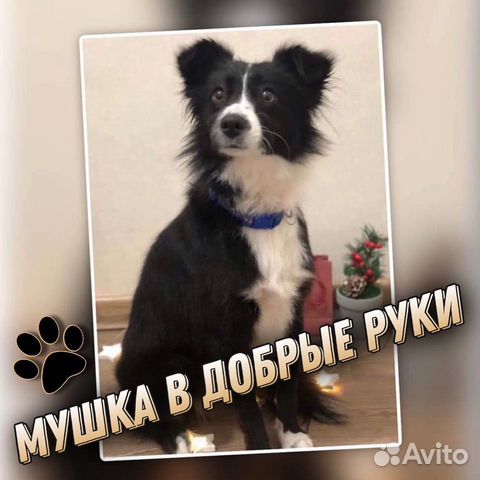 Мушка в добрые руки