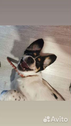 Щенок (5 мес) ищет семью