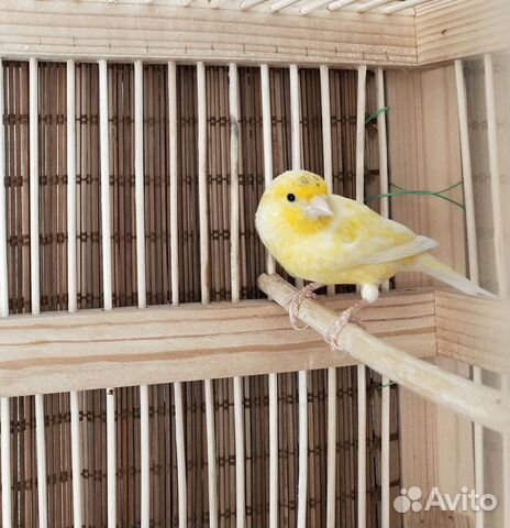 Продам кенара