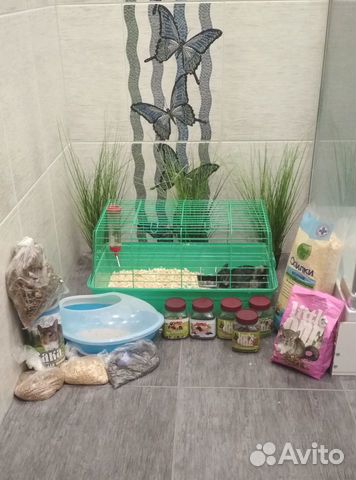 Милая шиншилла с клеткой