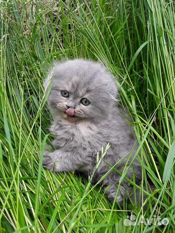 Шотландские котята