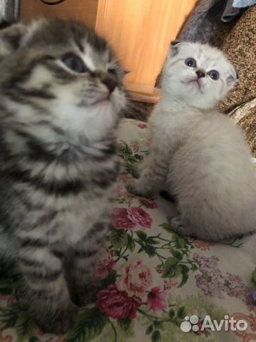 Шотландские вислоухие котята