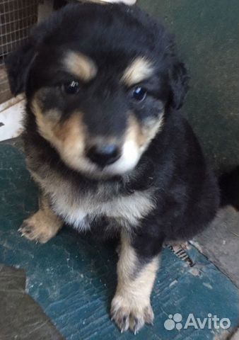 Маленькая чёрная Синди