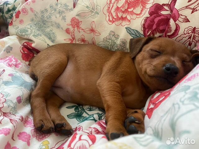 Цвергпинчер, девочка