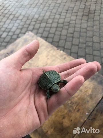 Южноамериканские красноухие черепашки