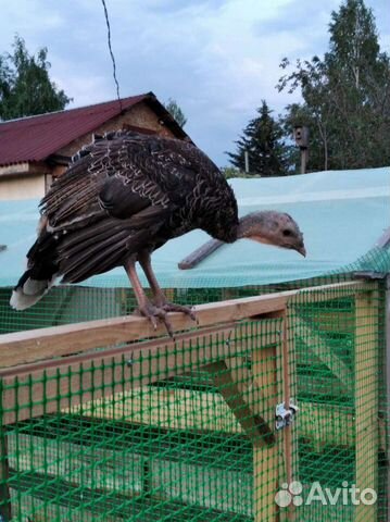 Индюшка молодая